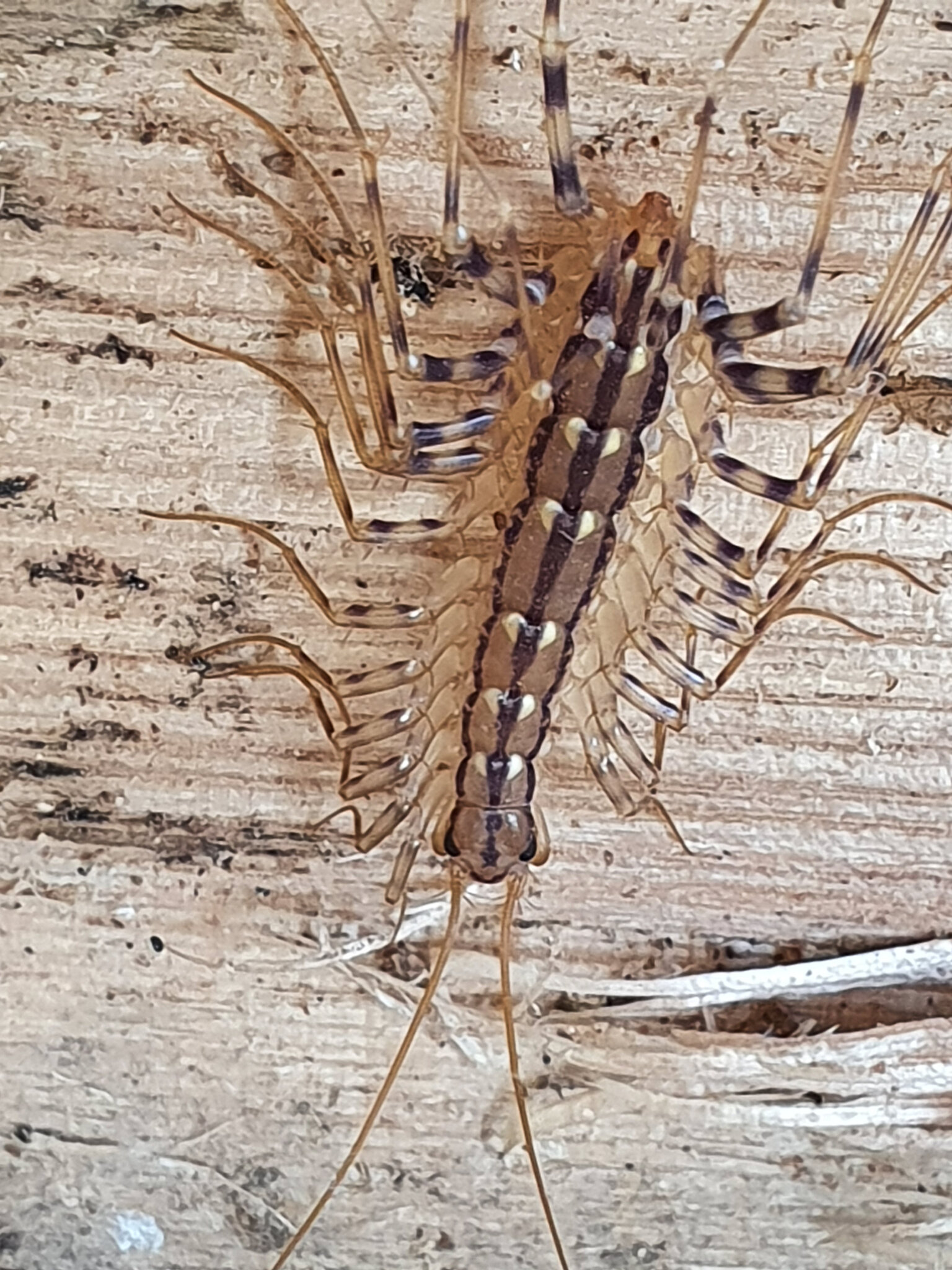 MILLE-PATTES - INSECTES de FRANCE