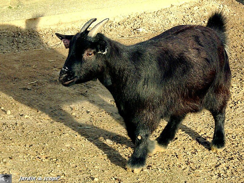 La chèvre, familièrement appelée la biquette… - Le JardinOscope, toute ...