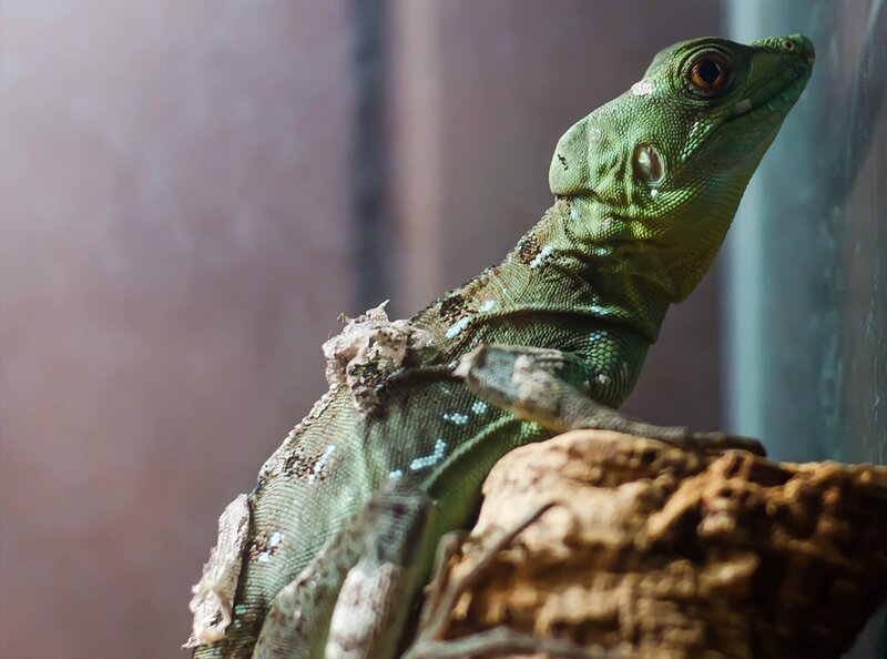 Mue et trouble de la mue - Terra Reptilis